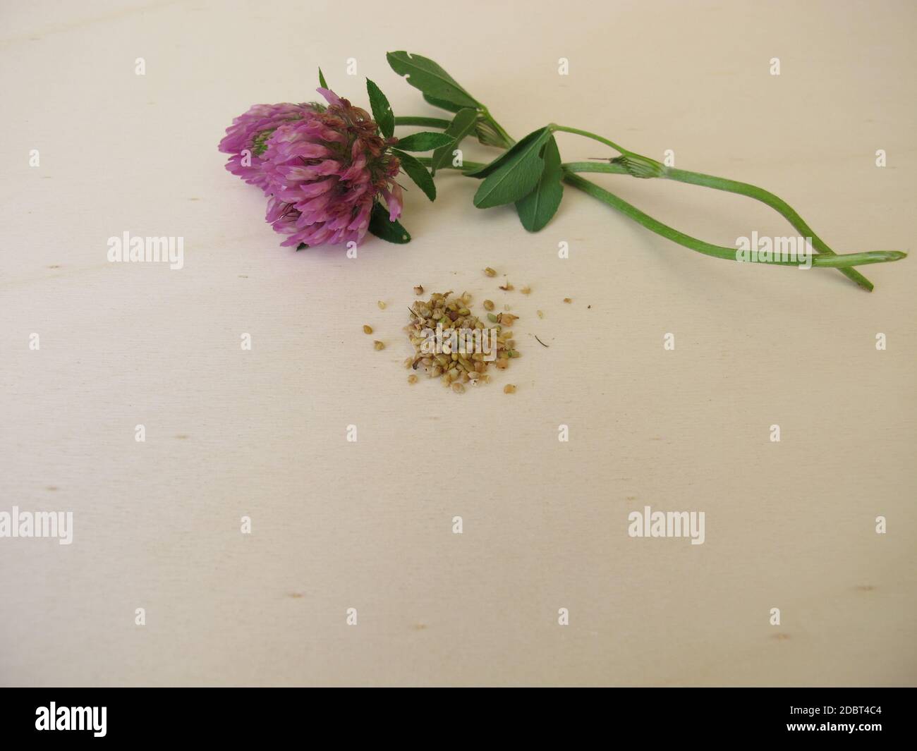 Flowering red clover and edible seeds from red clover on a wooden board ...