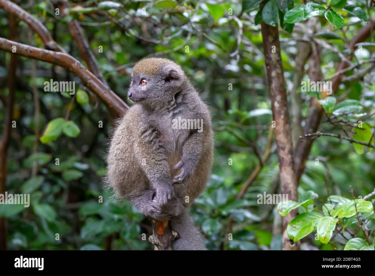The Funny bamboo lemurs on a tree branch watch the visitors Stock Photo ...
