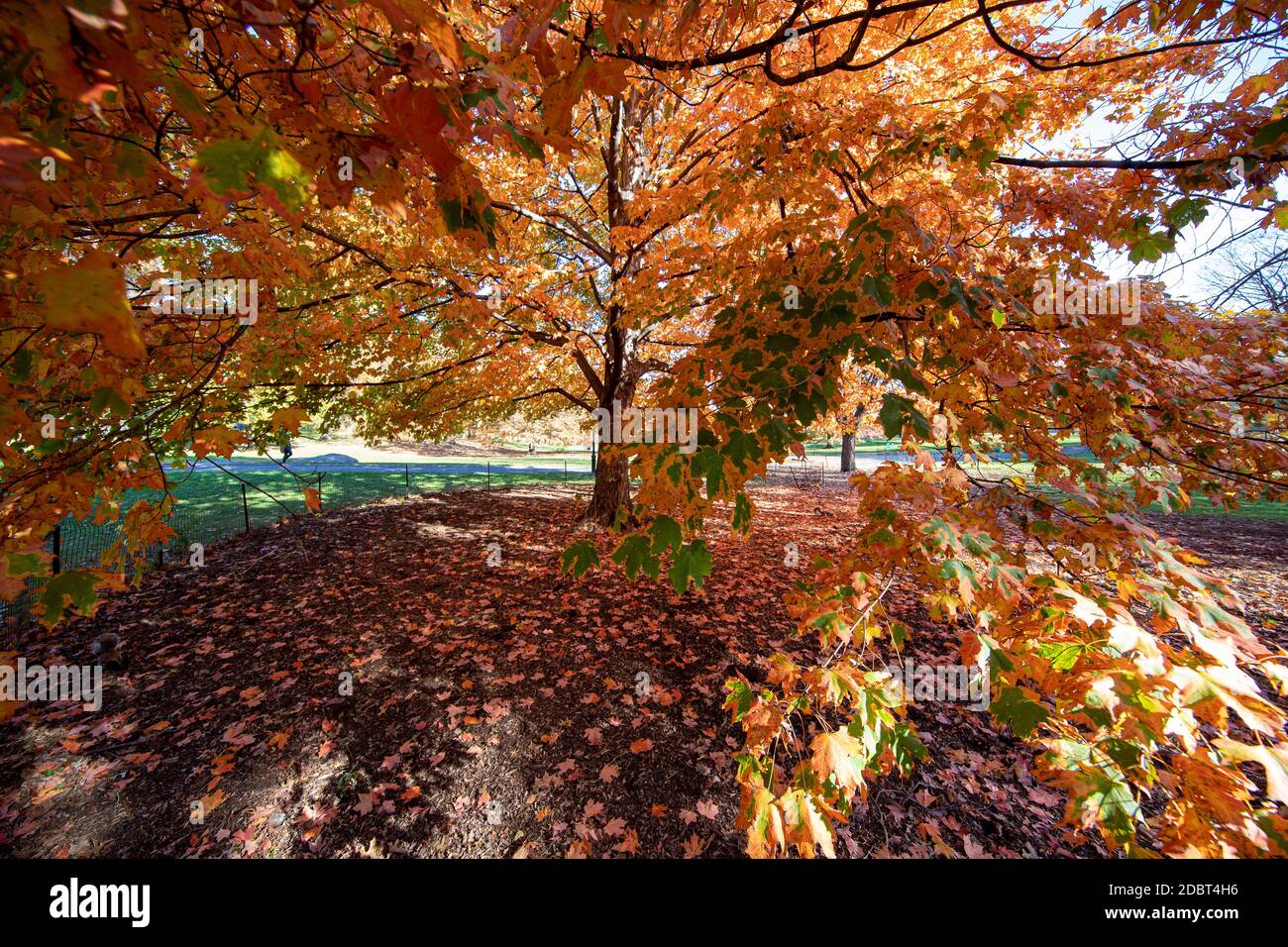 The colorful sugar maple tree in the North Meadow of Central Park, New ...