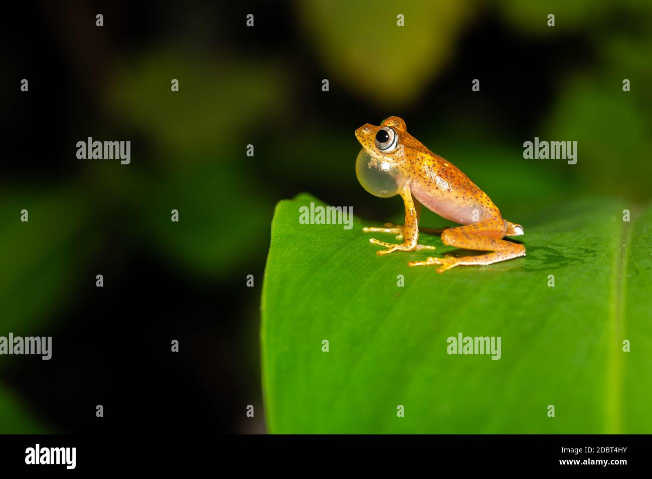 One orange little frog on a green leaf in Madagascar Stock Photo - Alamy