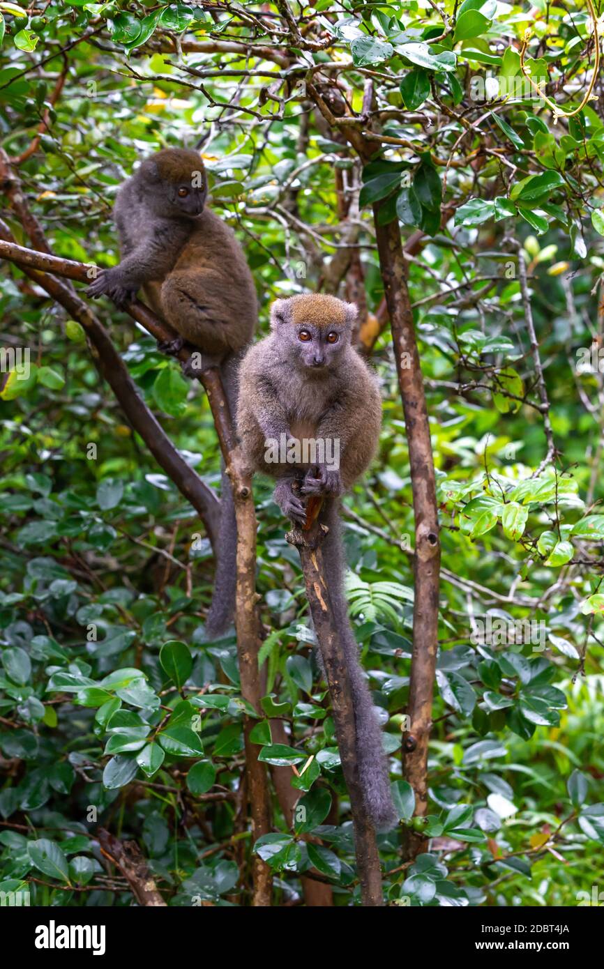 The Funny bamboo lemurs on a tree branch watch the visitors Stock Photo ...