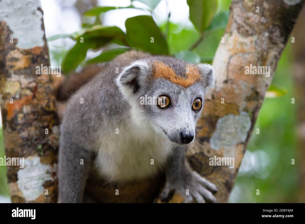 Crown lemur hi-res stock photography and images - Alamy