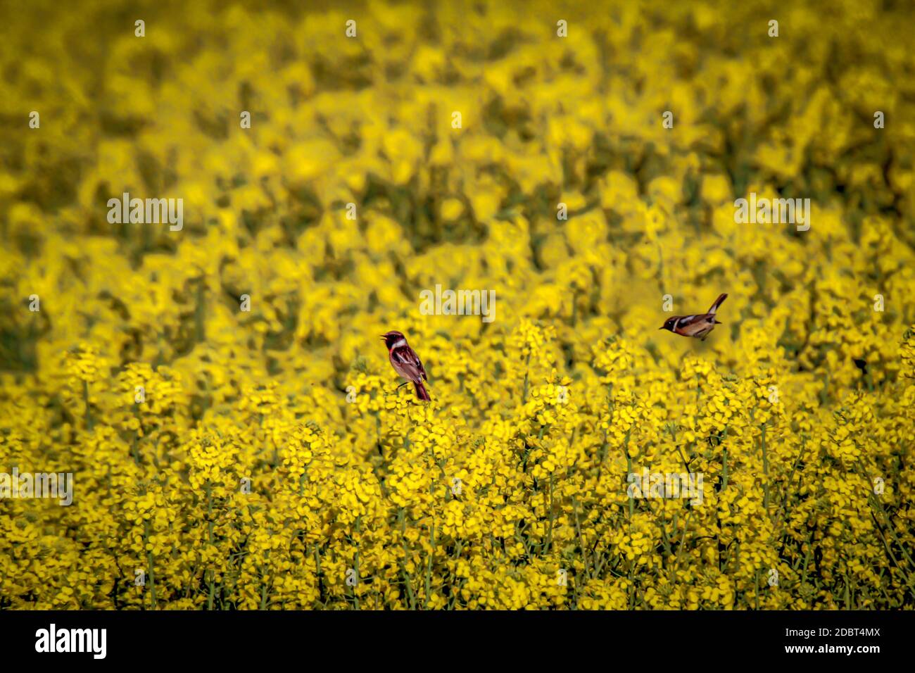 Rapeseed in spring is in full bloom with the typical yellow Stock Photo ...