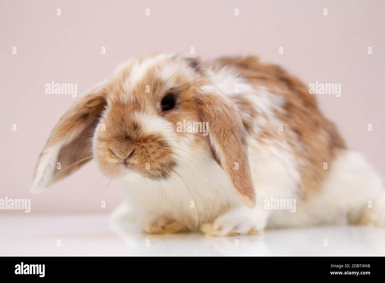 Photo shoot with a young dwarf rabbit Stock Photo - Alamy
