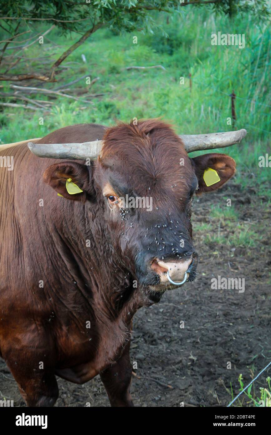 A portrait of a huge young breeding bull on a pasture Stock Photo - Alamy