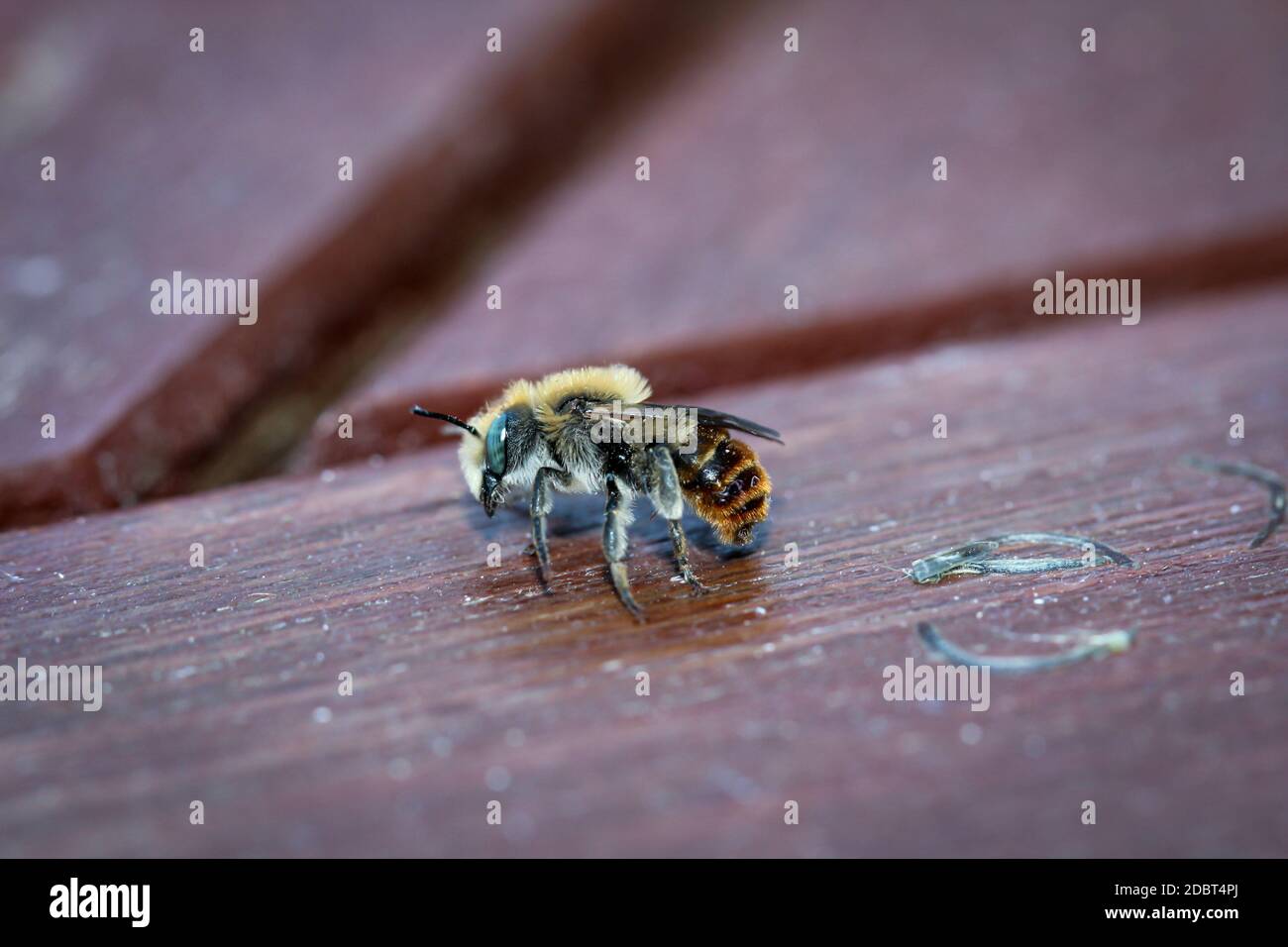 Micro insects hi-res stock photography and images - Alamy