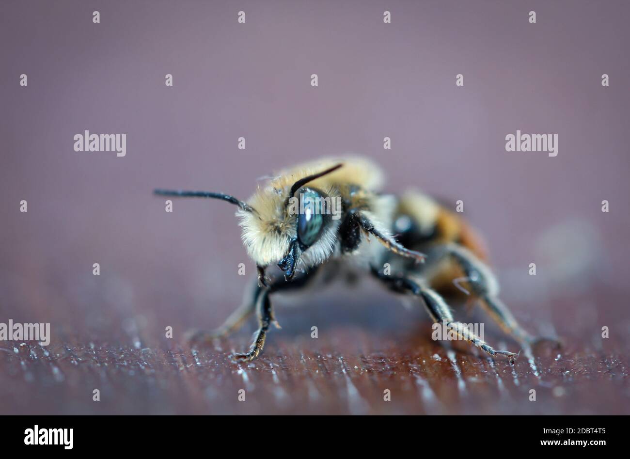 Micro insects hi-res stock photography and images - Alamy