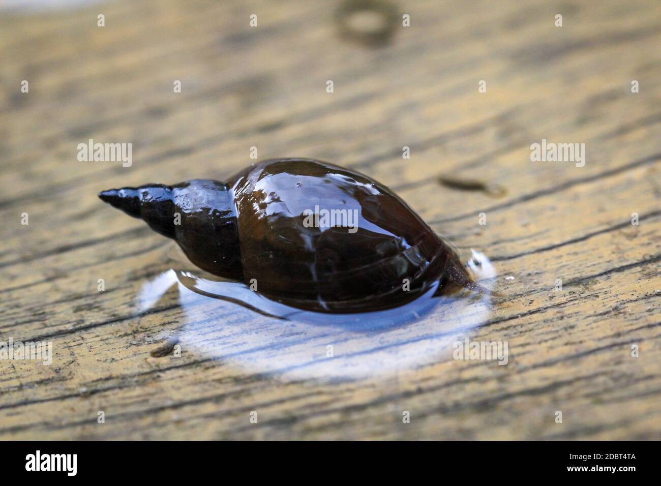 A close-up of a Lymnaea stagnalis sludge snail, a pond snail Stock ...