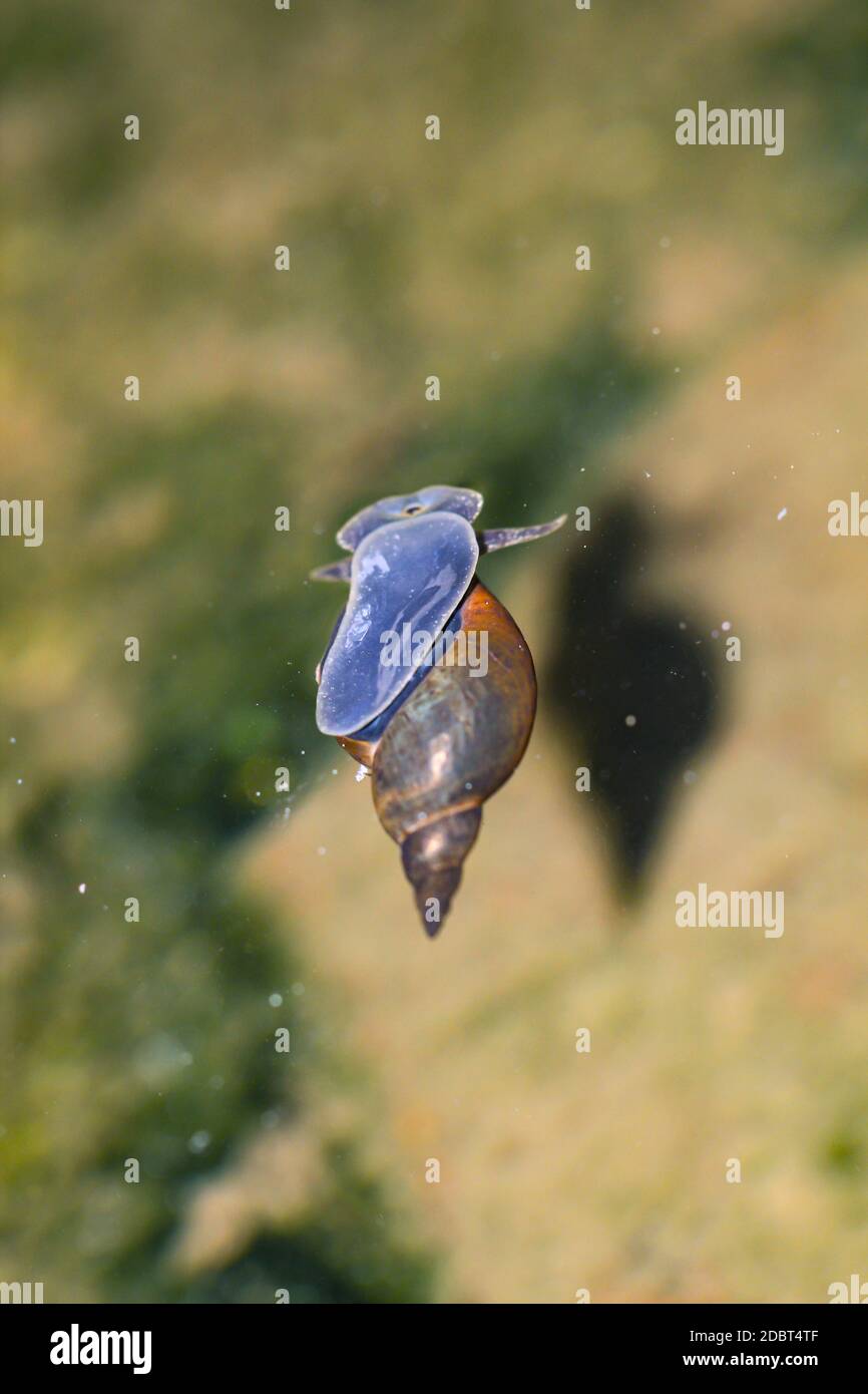 Pond snail hi-res stock photography and images - Alamy