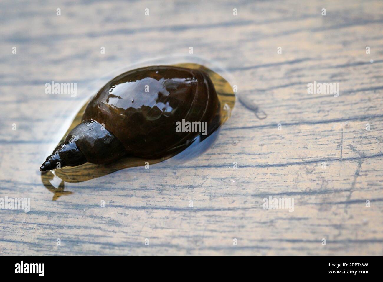 A close-up of a Lymnaea stagnalis sludge snail, a pond snail Stock ...