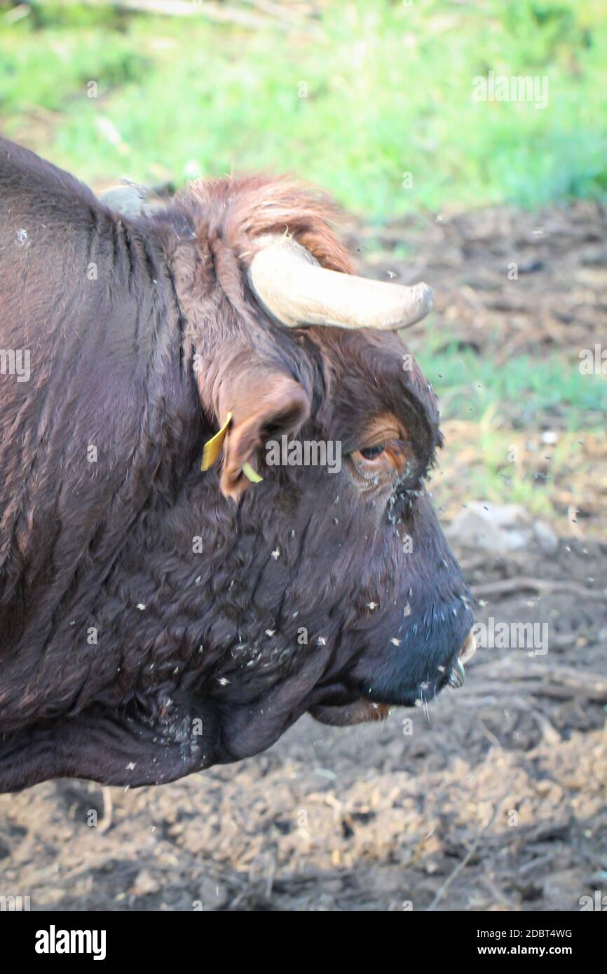 A portrait of a huge young breeding bull on a pasture Stock Photo - Alamy