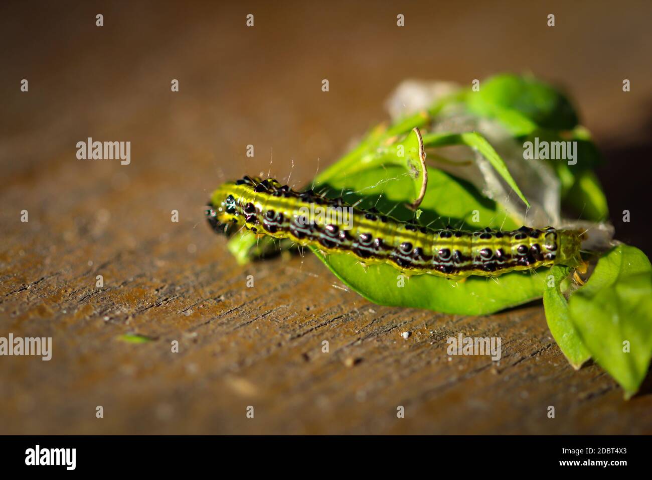 Close-up of a boxwood borer caterpillar. These larvae can destroy ...