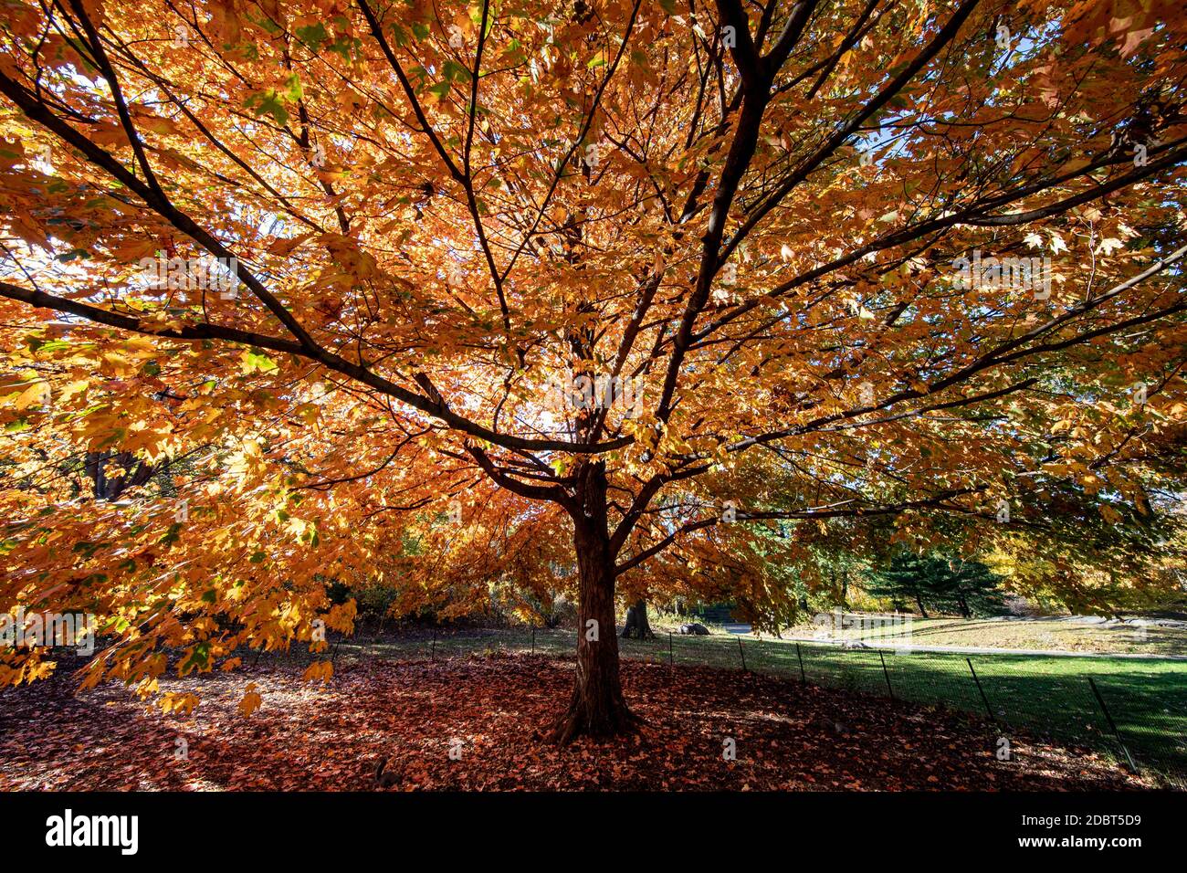 New York Tree Sugar Maple