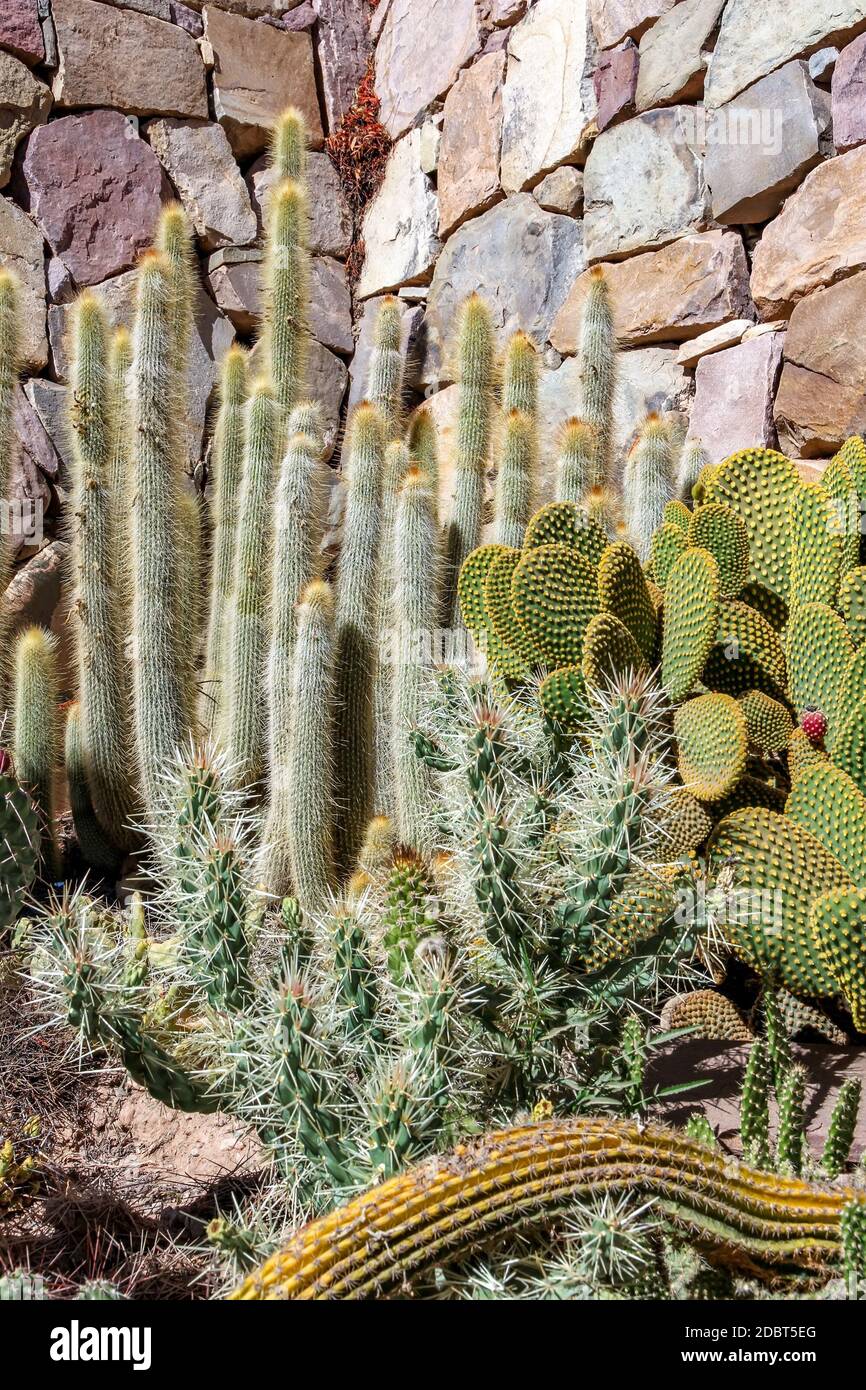 View on cactus plants on a sunny day in Argentina, South America Stock ...