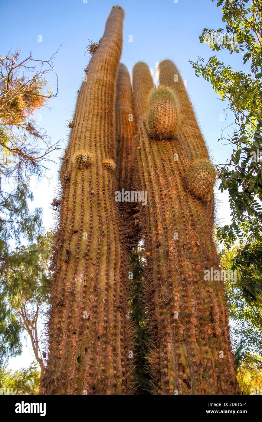 View on cactus plants on a sunny day in Argentina, South America Stock ...
