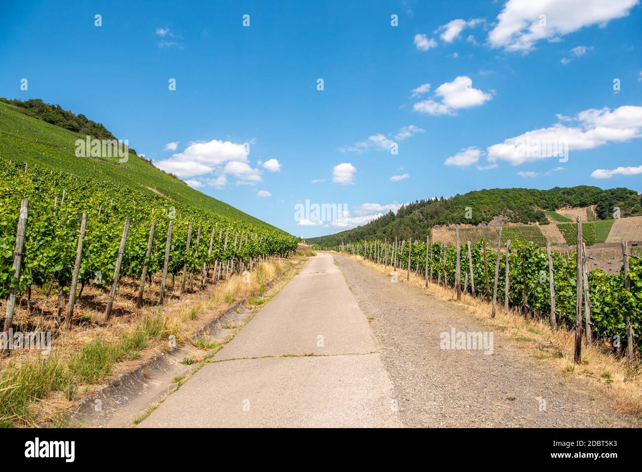 Red wine hiking trail Stock Photo - Alamy