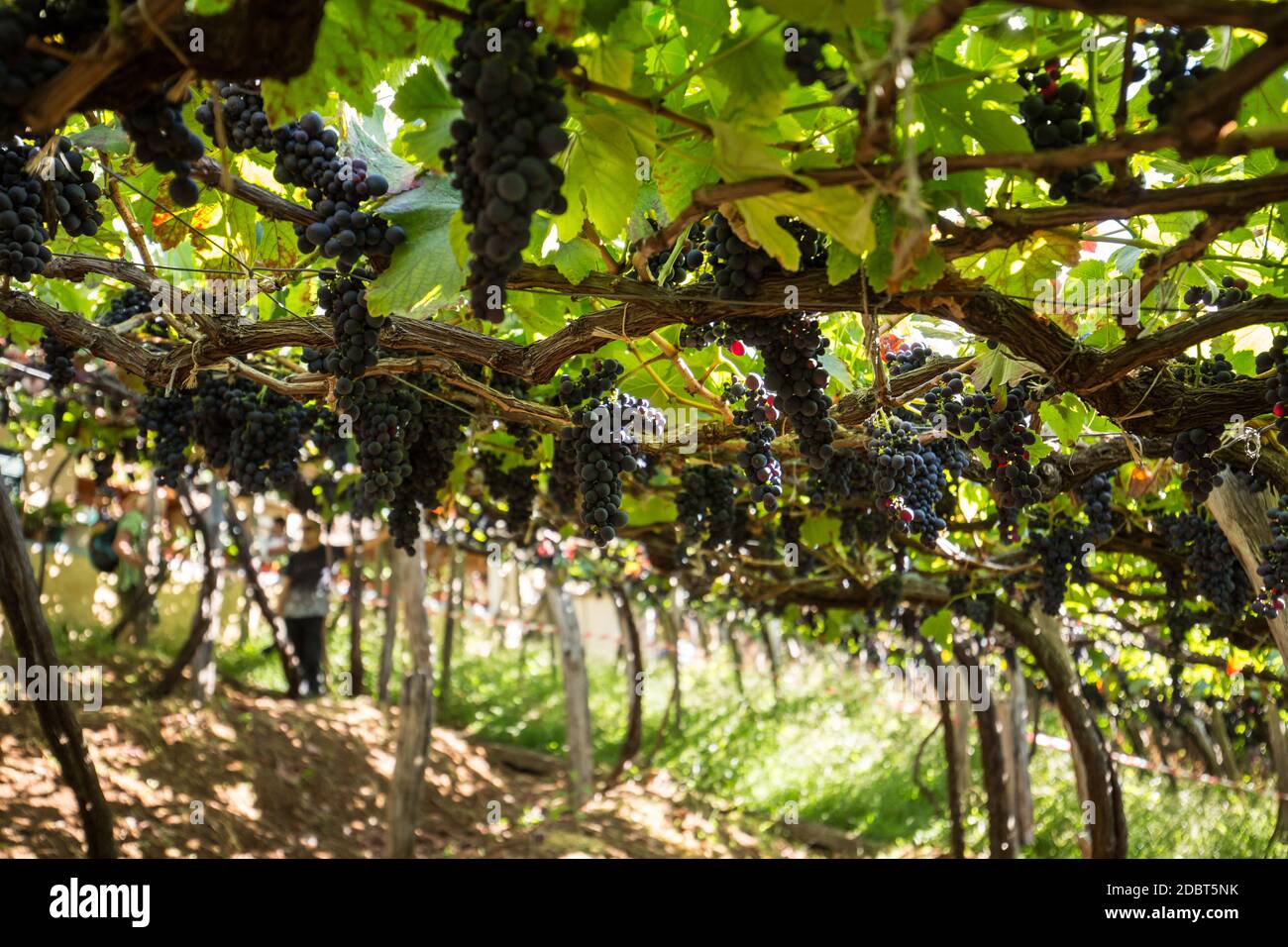 Bunches of Tinta Negra Mole grapes on pergola trellising Estreito de ...