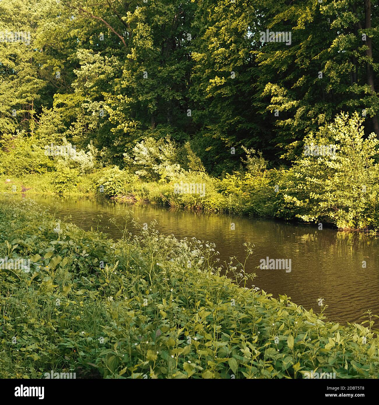 Green forest with trees, bushes and grass on both sides of the lake ...