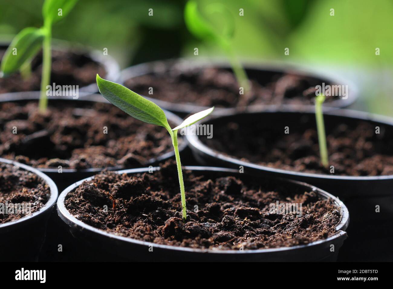 Paprika seedling hi-res stock photography and images - Alamy