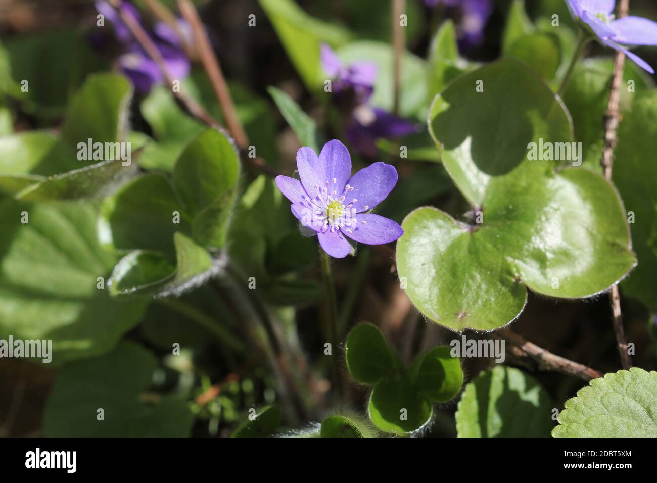 Hepatica nobilis - Common Hepatica, liverwort, kidneywort, pennywort ...