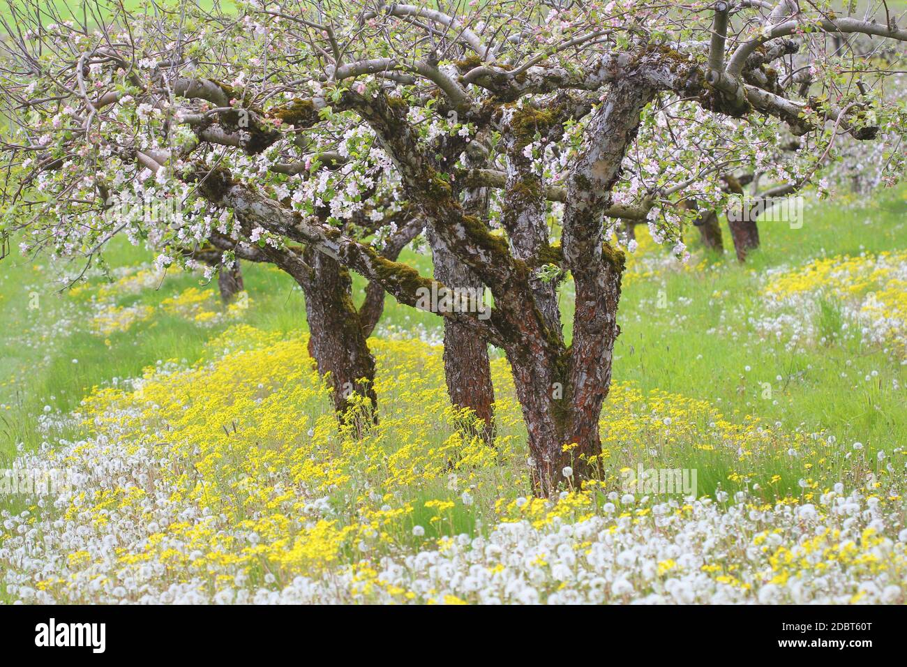 Spring blossom background. Beautiful nature scene with blooming tree of ...