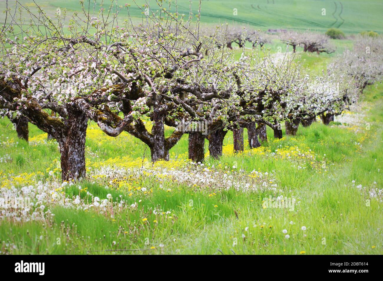 Spring blossom background. Beautiful nature scene with blooming tree of ...