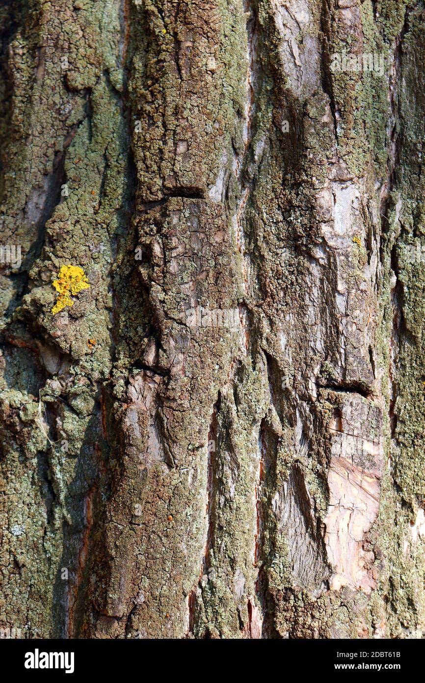 texture of tree bark, abstract background Stock Photo - Alamy