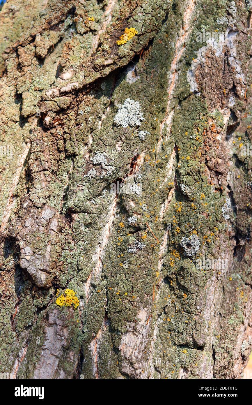 texture of tree bark, abstract background Stock Photo - Alamy