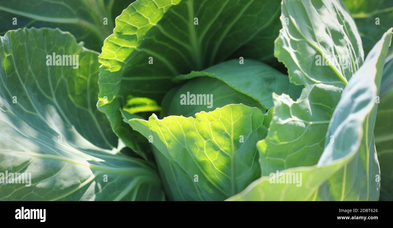 green cabbage in growth at vegetable garden Stock Photo - Alamy