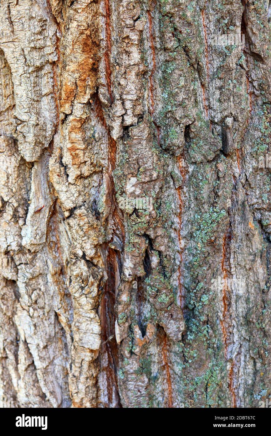 texture of tree bark, abstract background Stock Photo - Alamy