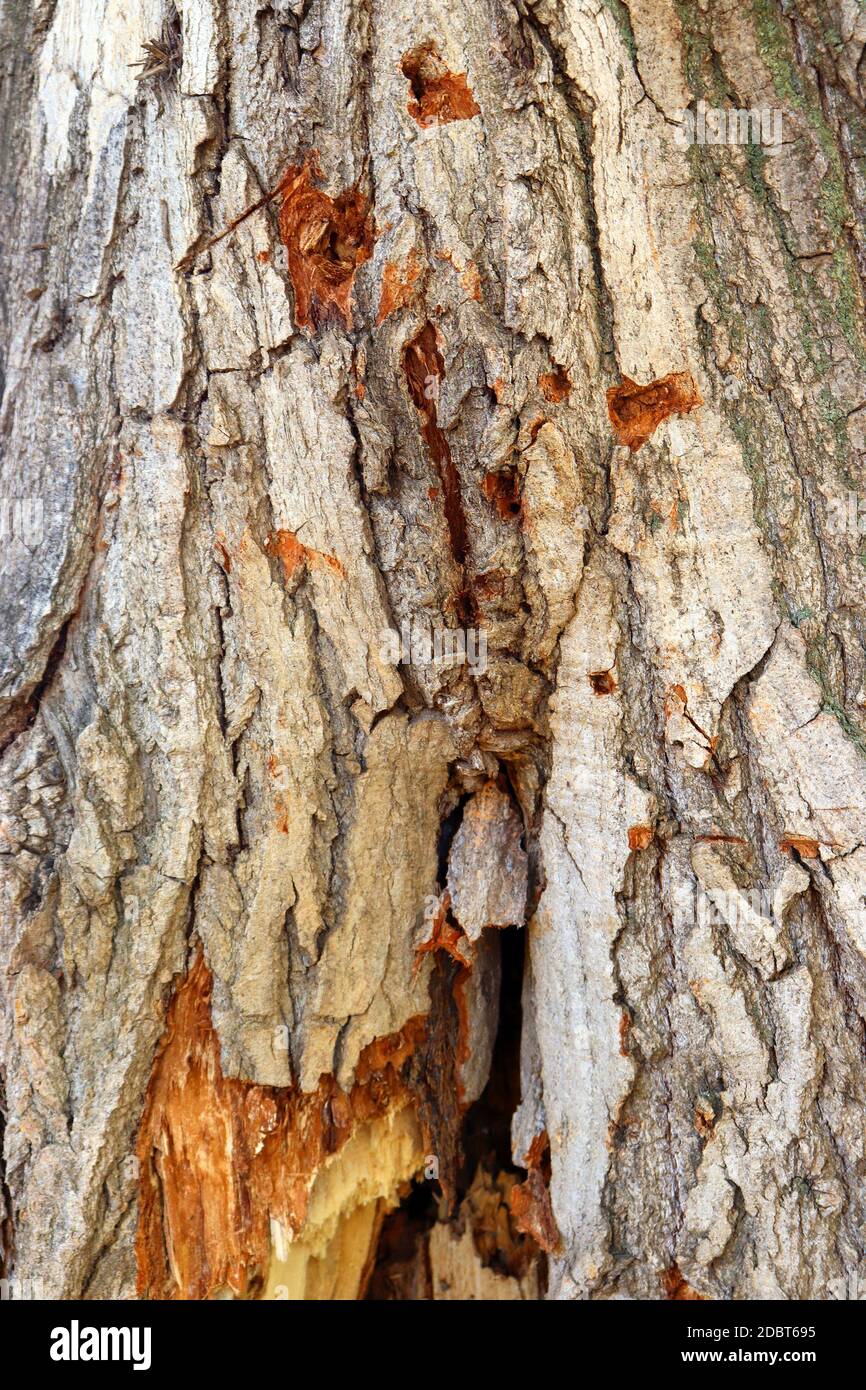 texture of tree bark, abstract background Stock Photo - Alamy
