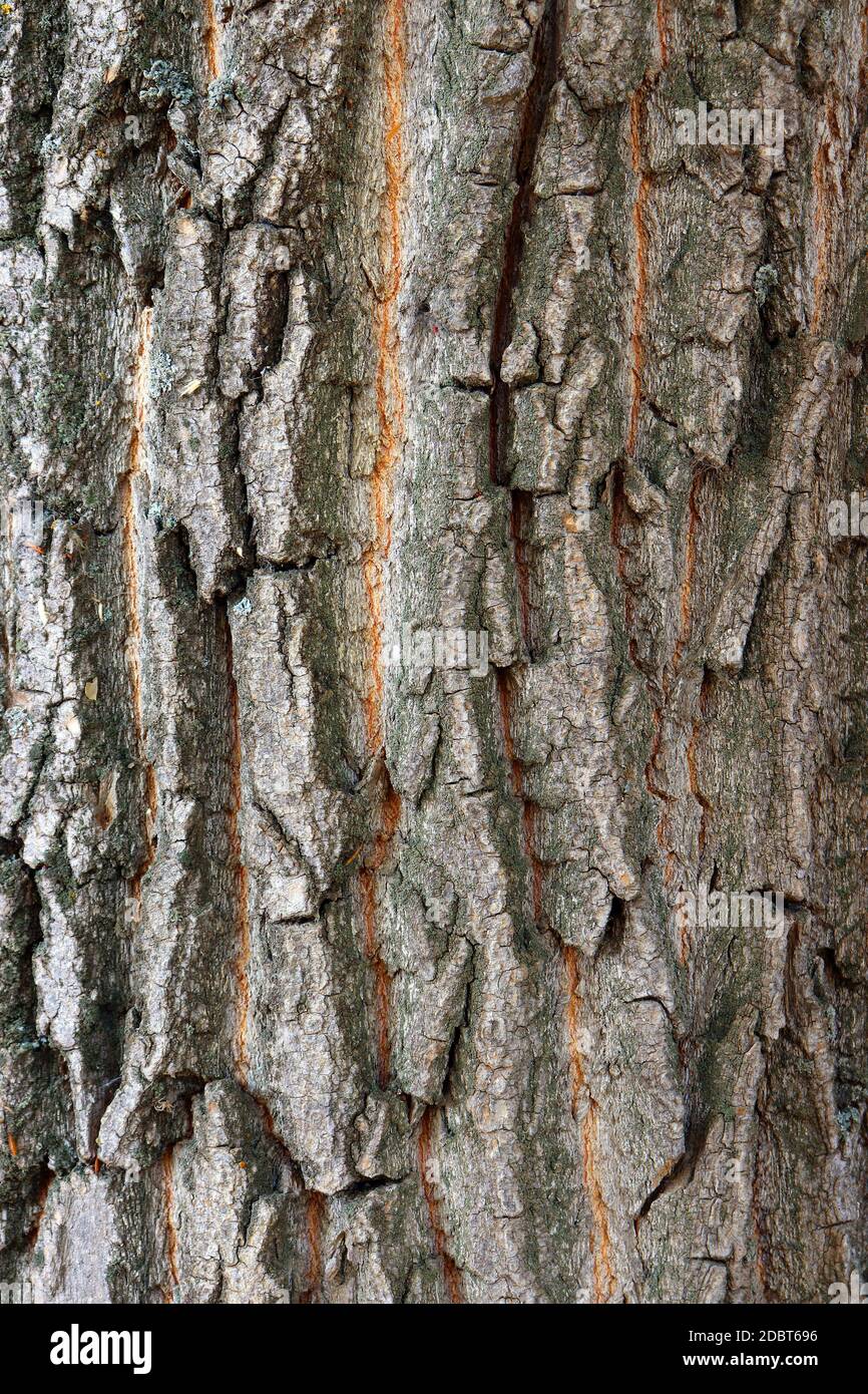 texture of tree bark, abstract background Stock Photo - Alamy