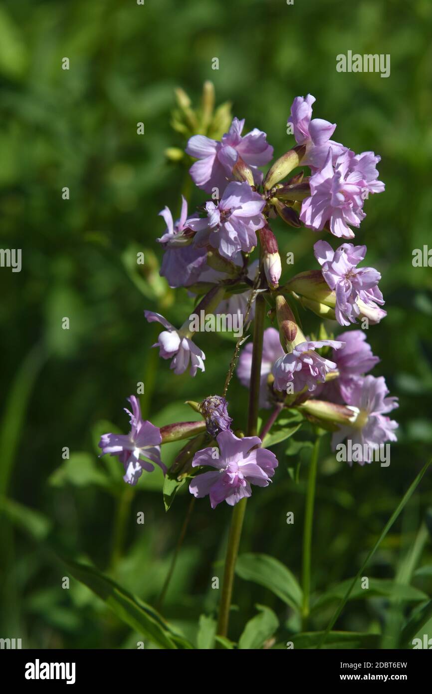 Saponaria Officinalis Common Soapwort High Resolution Stock Photography ...