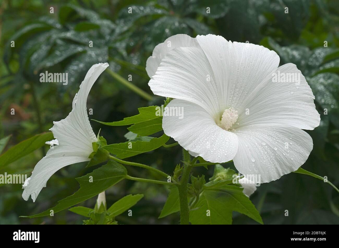 Annual mallow (Lavatera trimestris). Called Rose Mallow, Royal Mallow ...