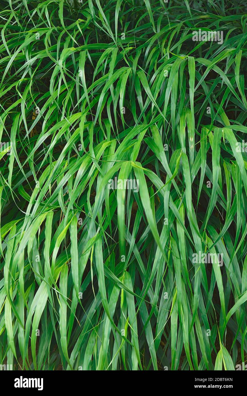 Japanese forest grass (Hakonechloa macra Beni-kaze). Called Beni Kaze ...