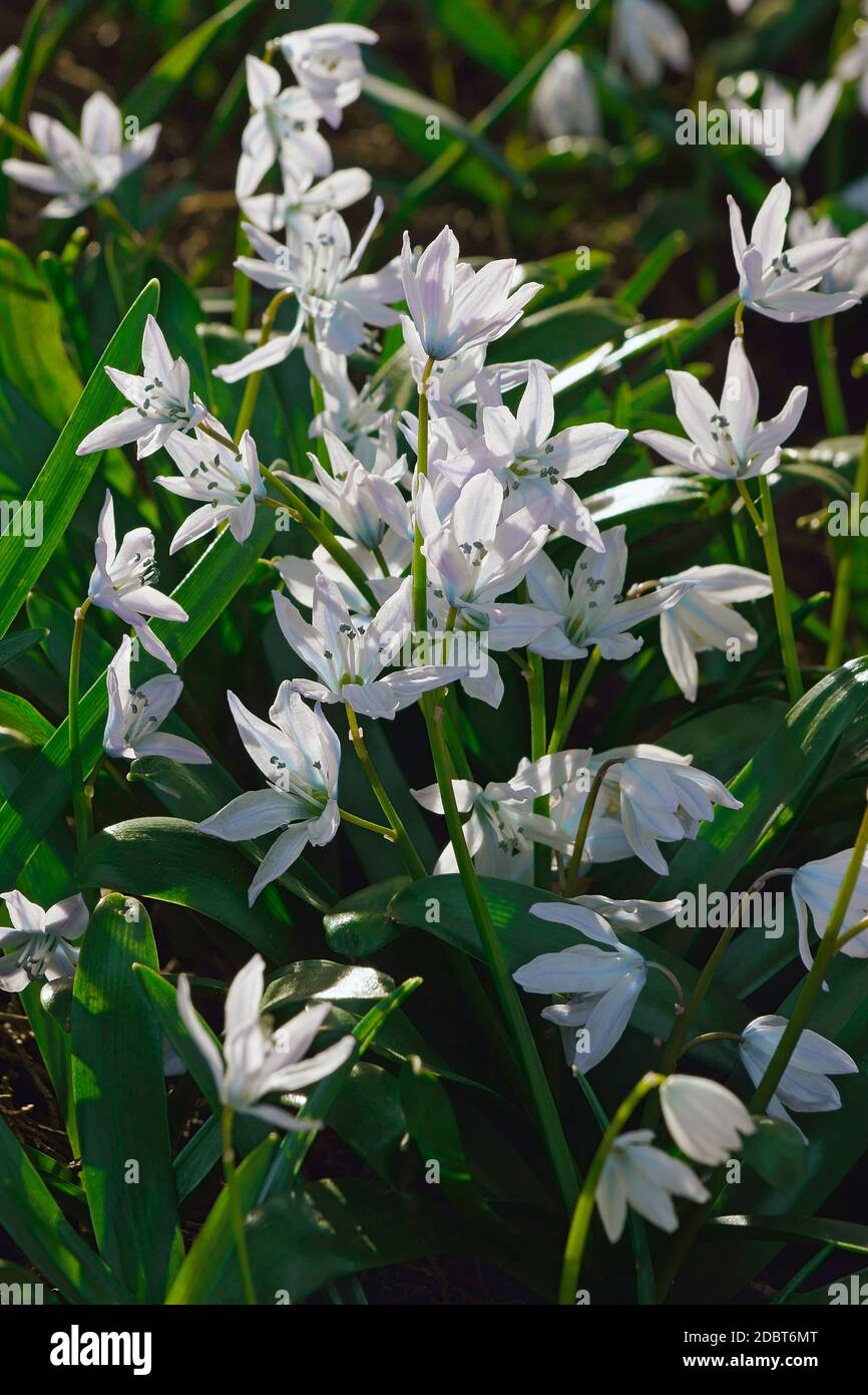 Mishchenko squill (Scilla mischtschenkoana Tubergeniana). Called Early ...
