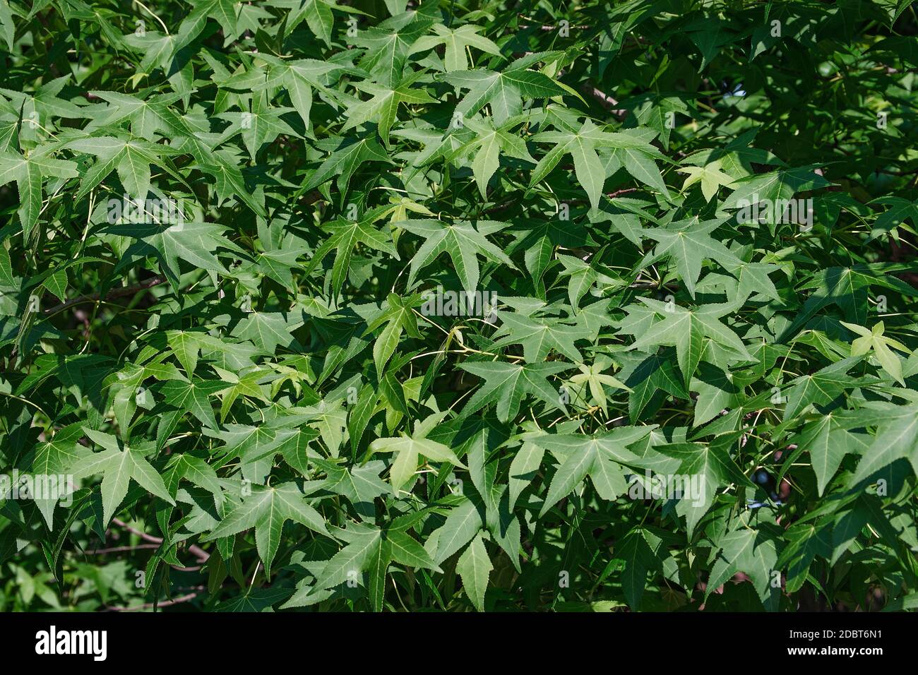 American sweetgum (Liquidambar styraciflua). Called Redgum, Sweet Gum ...