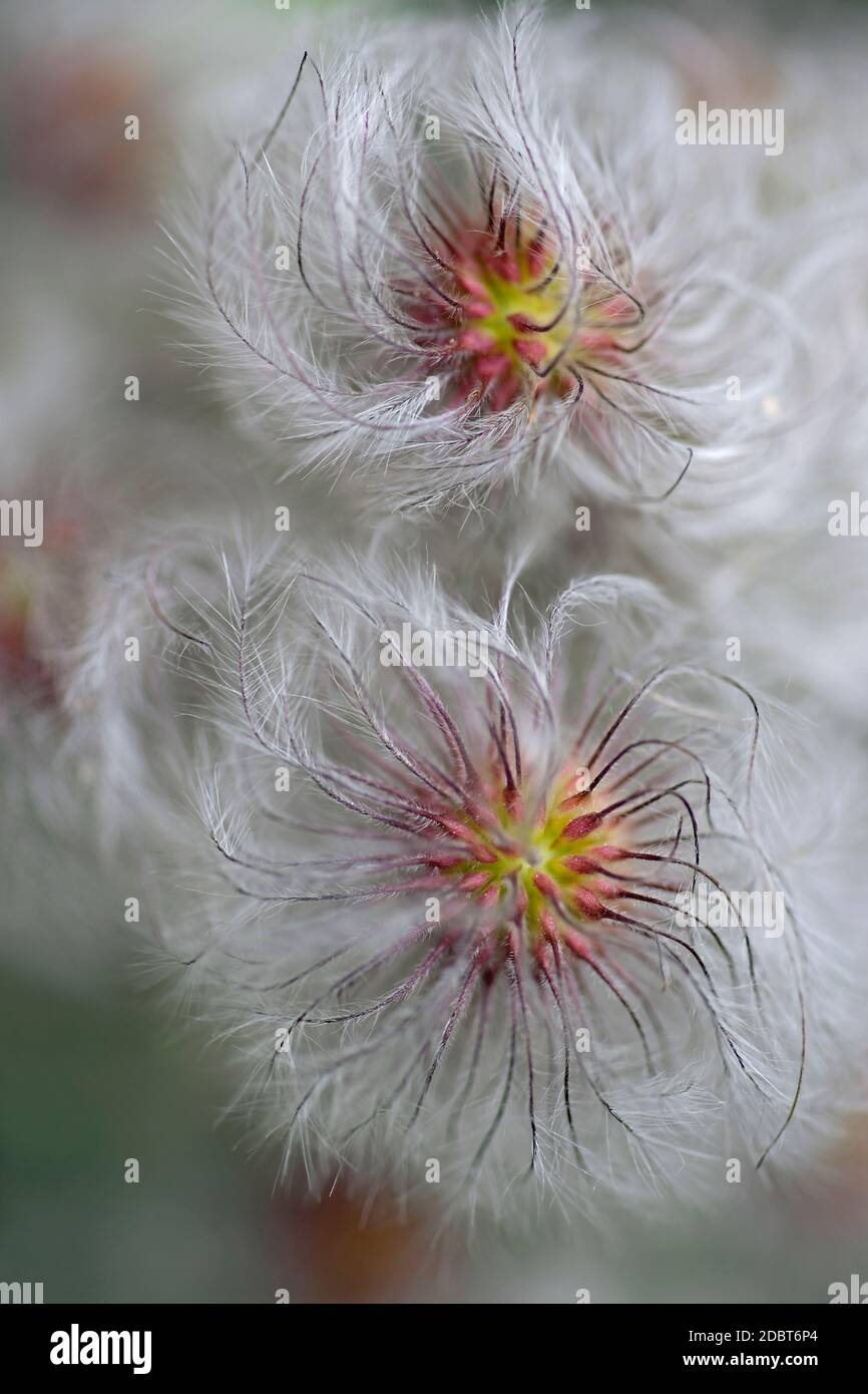 Korean clematis (Clematis serratifolia). Called Yellow Clematis also ...