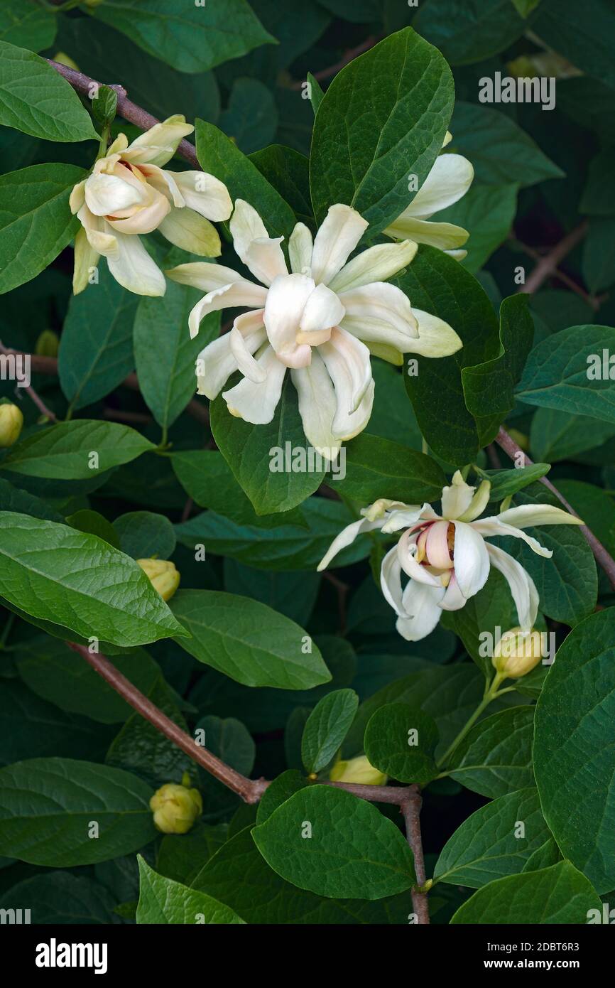 Venus sweetshrub (Calycanthus x Venus). Hybrid of Calycanthus chinensis ...