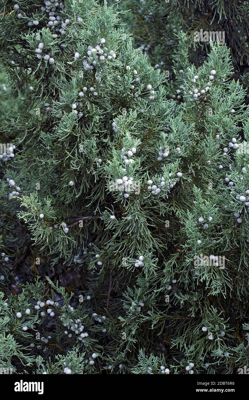 Alligator juniper (Juniperus deppeana). Called Checkerbark juniper also ...