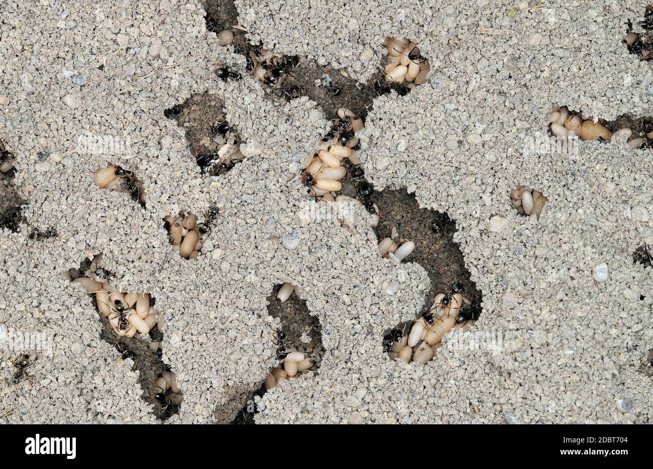 Nest of the cornfield ant Stock Photo - Alamy