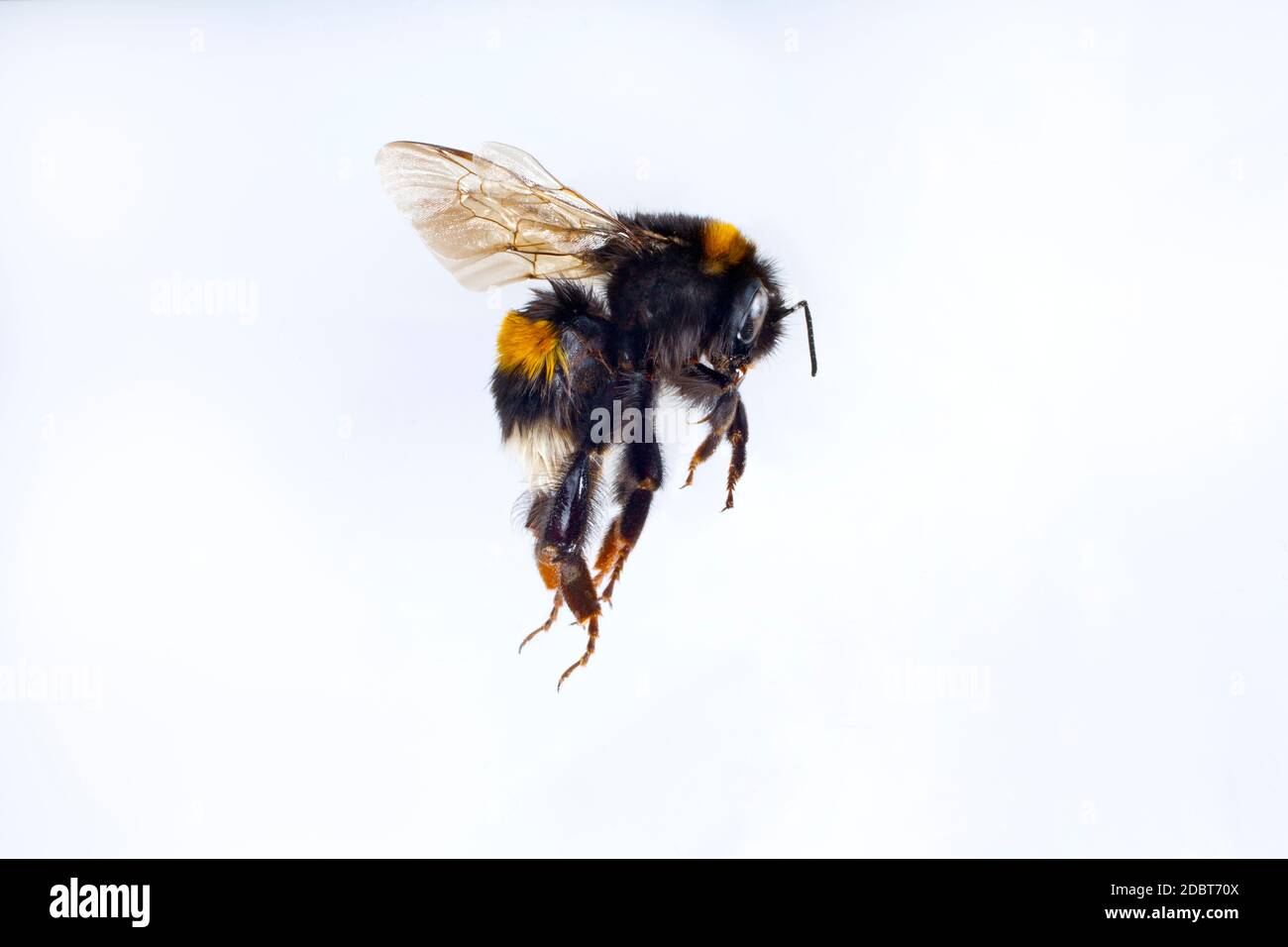Flying bumble bee hi-res stock photography and images - Alamy