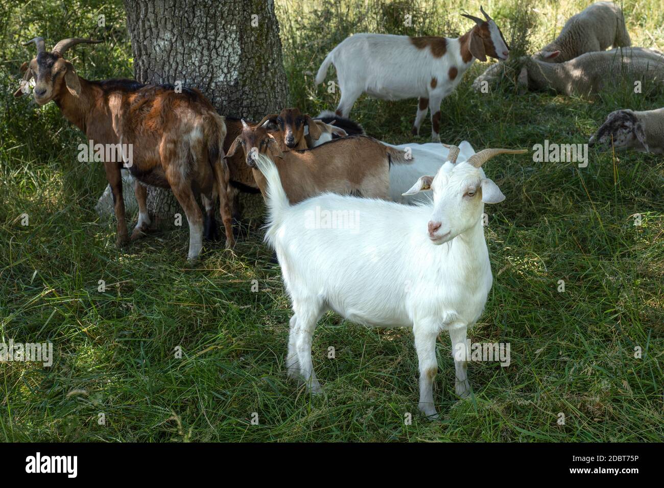 Side view of goat hi-res stock photography and images - Alamy