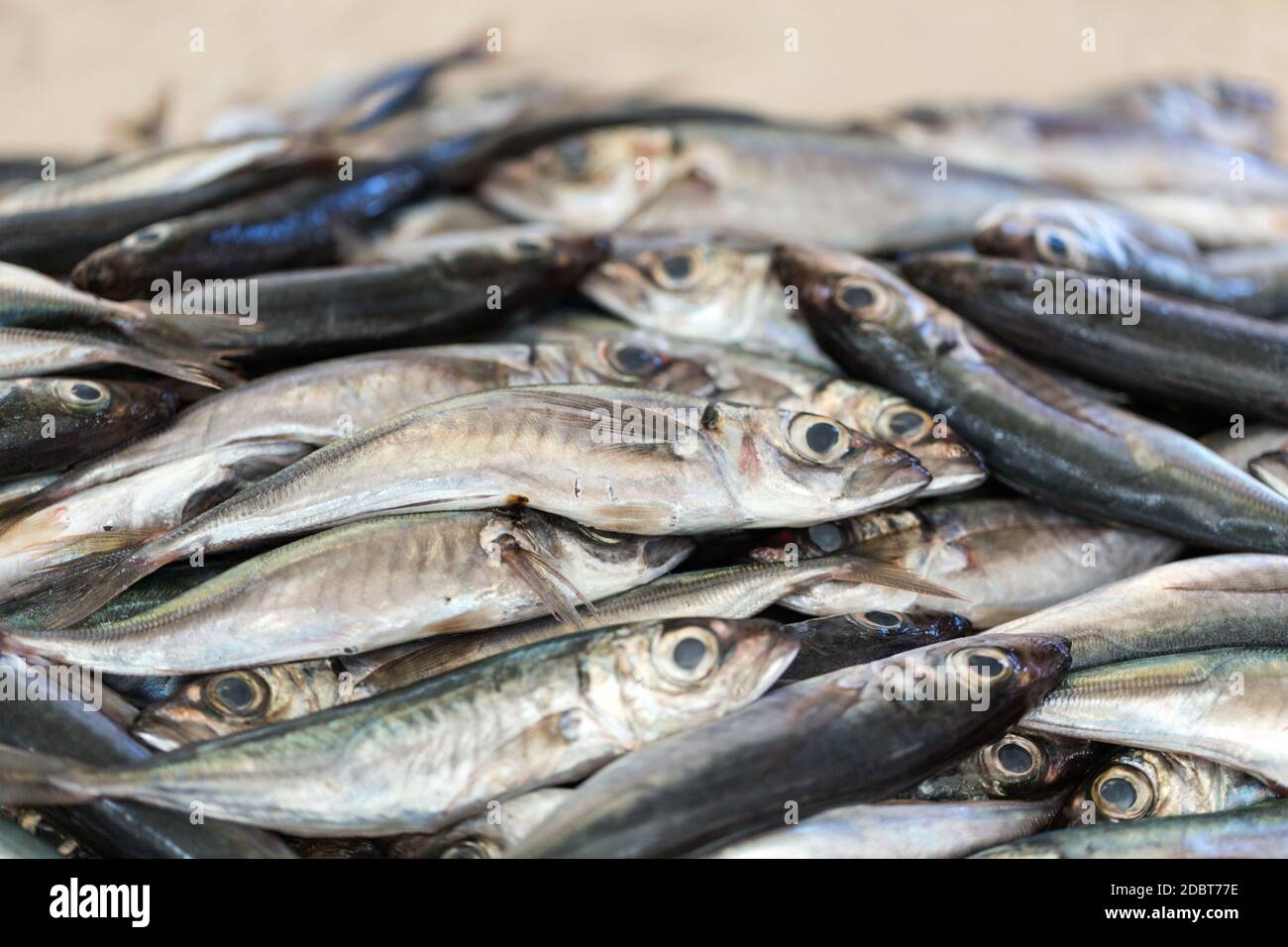 Fresh fish catch on sale at local fish market Stock Photo - Alamy