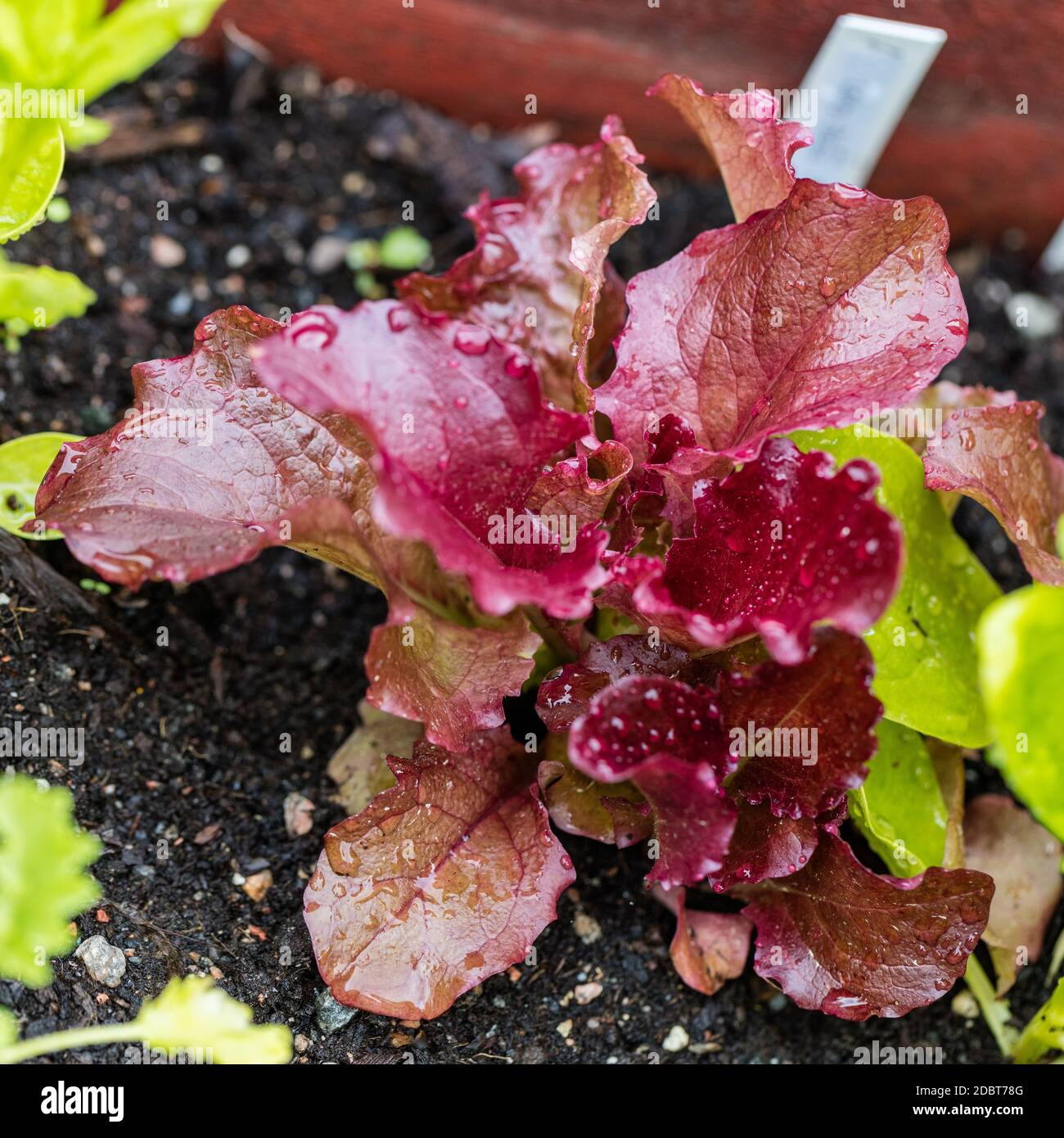 Lollo rossa leaves hi-res stock photography and images - Alamy