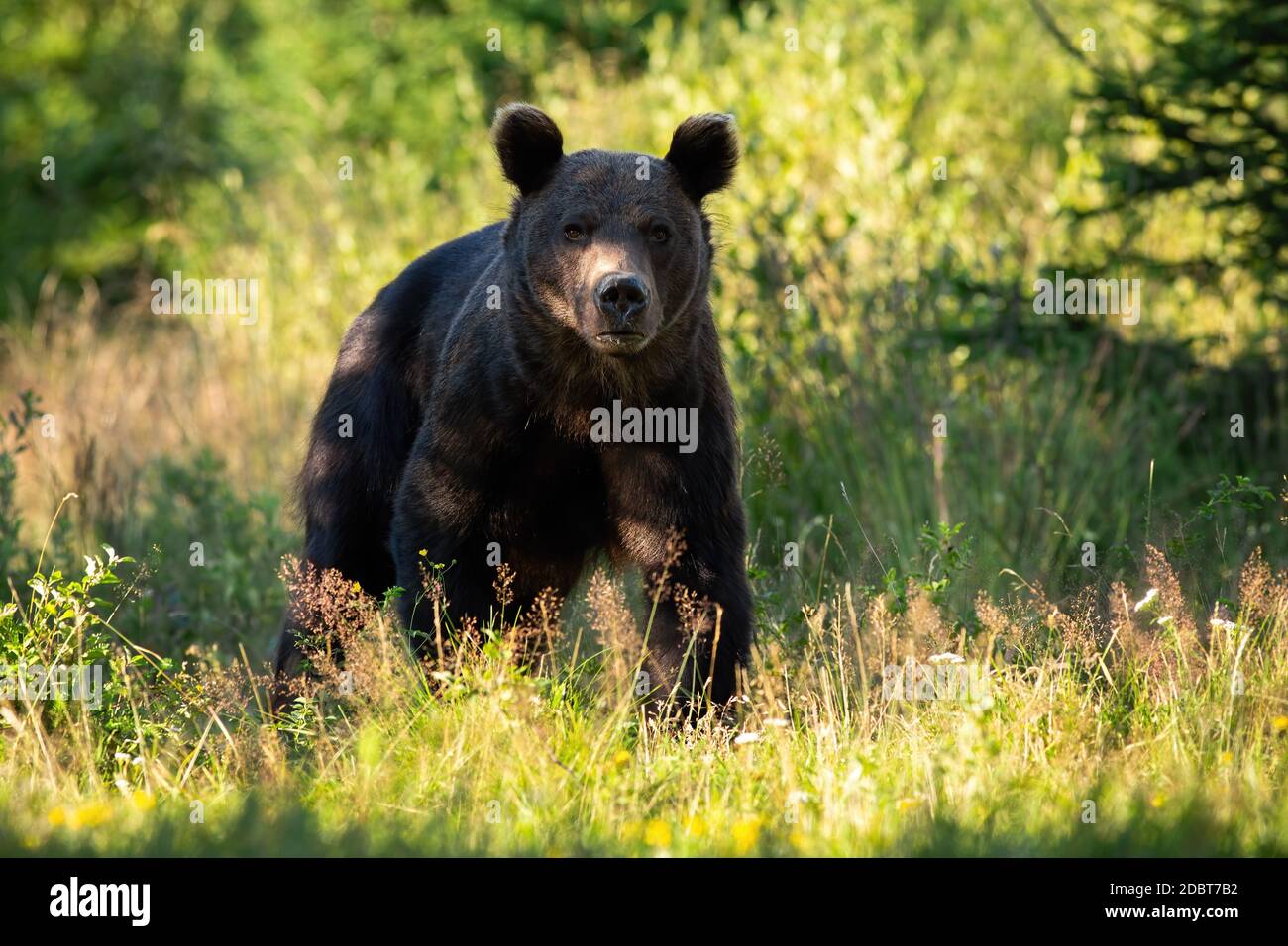 Majestic brown bear, ursus arctos, standing in forest in summer on a ...