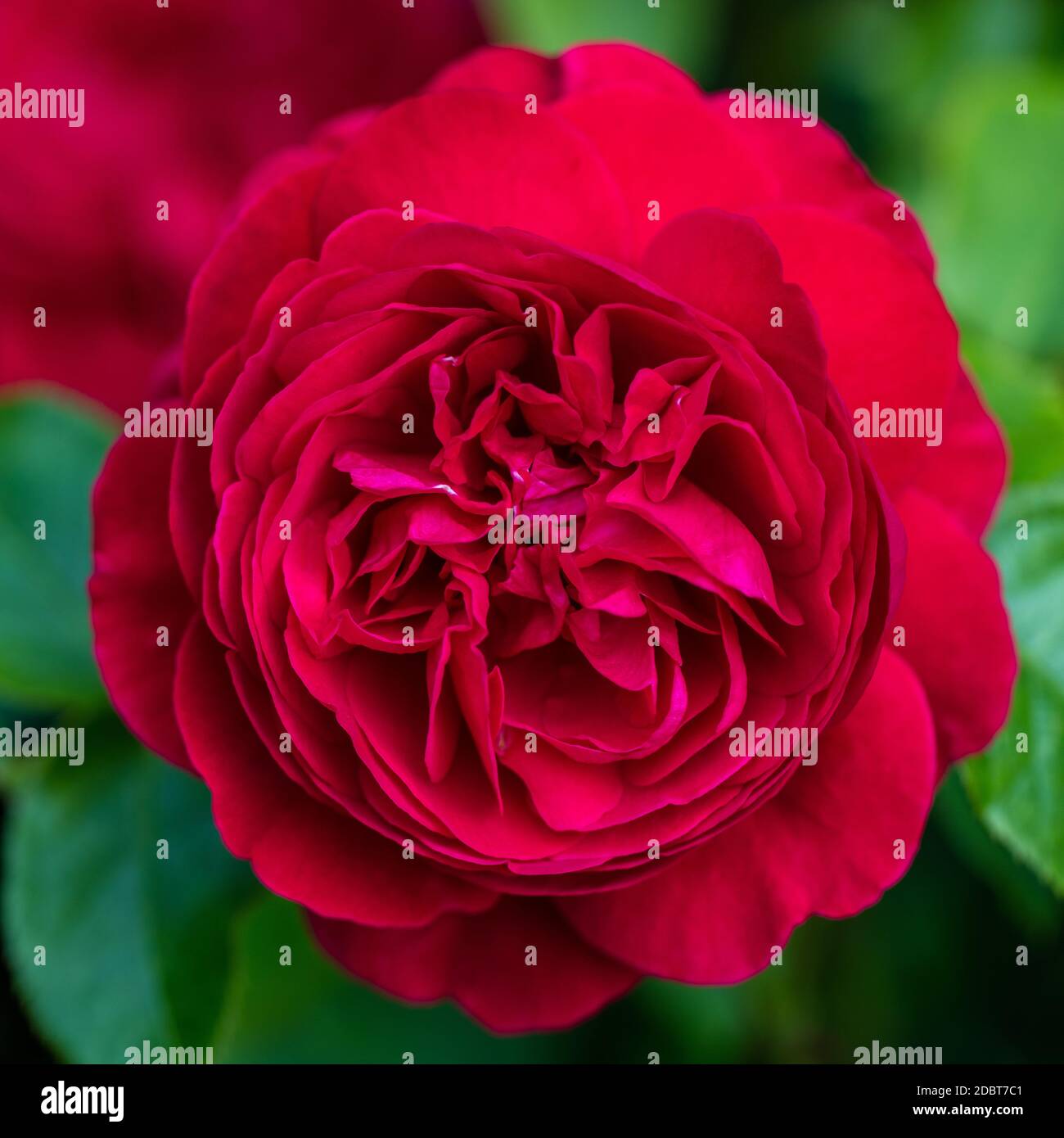 Rosa ld braithwaite auscrim hi-res stock photography and images - Alamy
