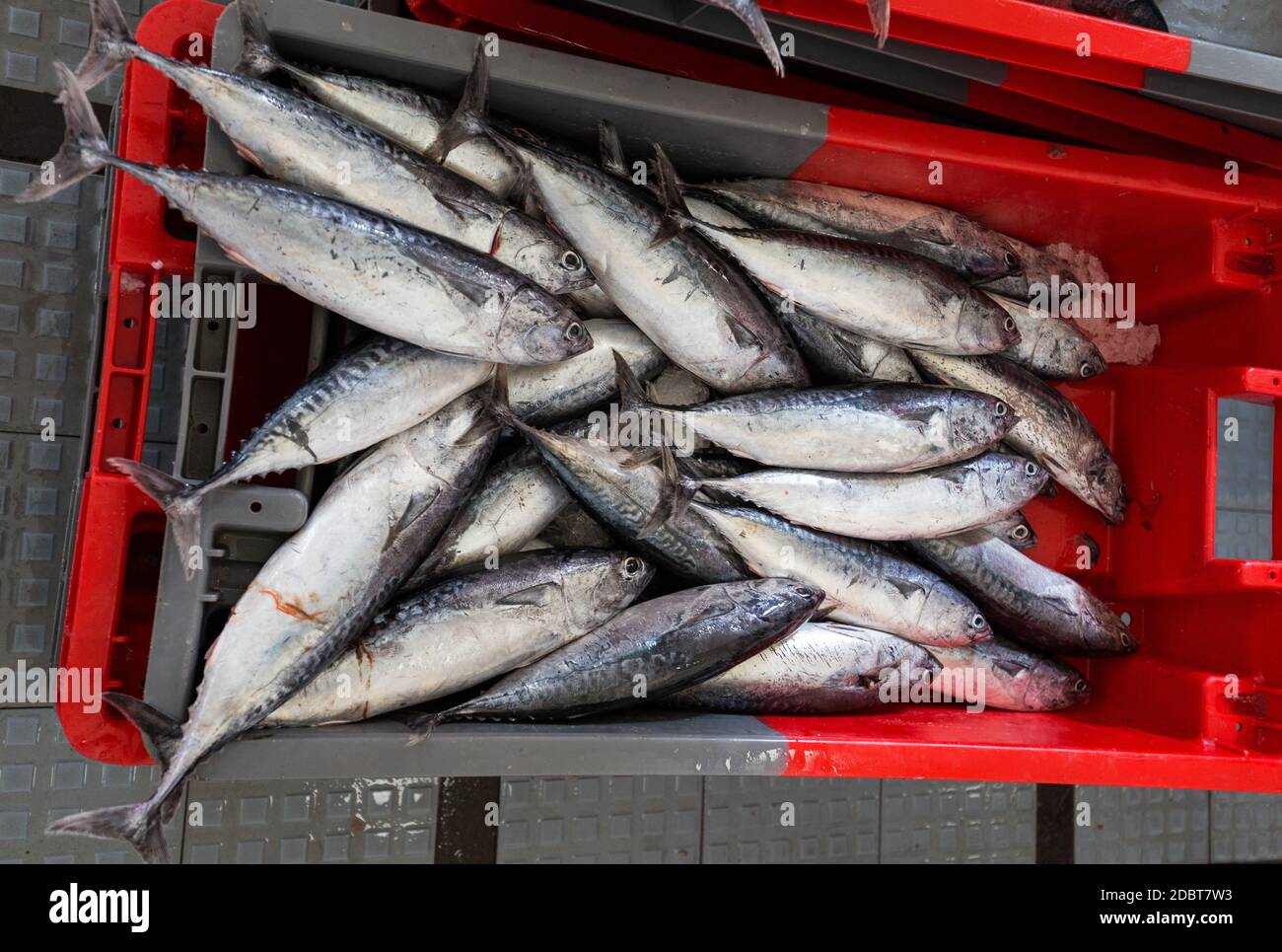 Fresh fish catch on sale at local fish market Stock Photo - Alamy