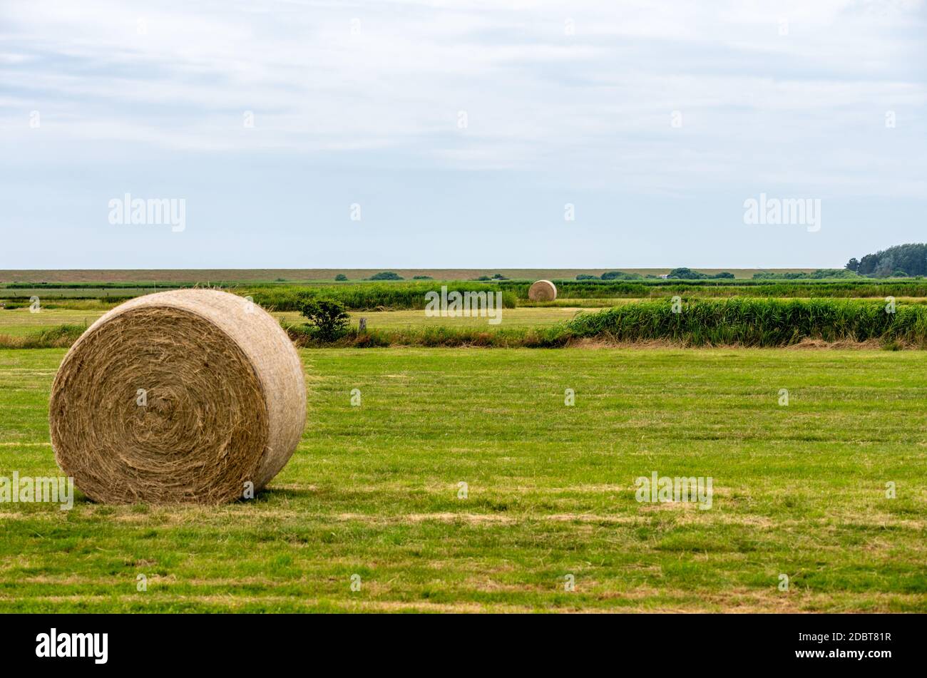 Bales cattle hi-res stock photography and images - Alamy
