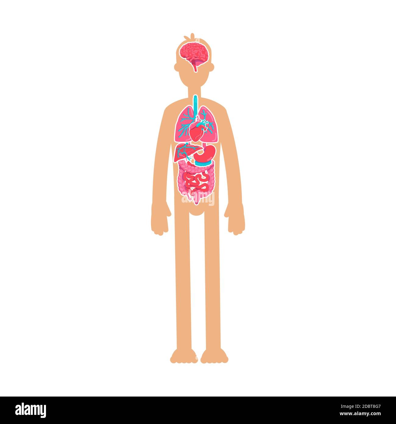 Respiratory system in male anatomy Cut Out Stock Images & Pictures - Alamy